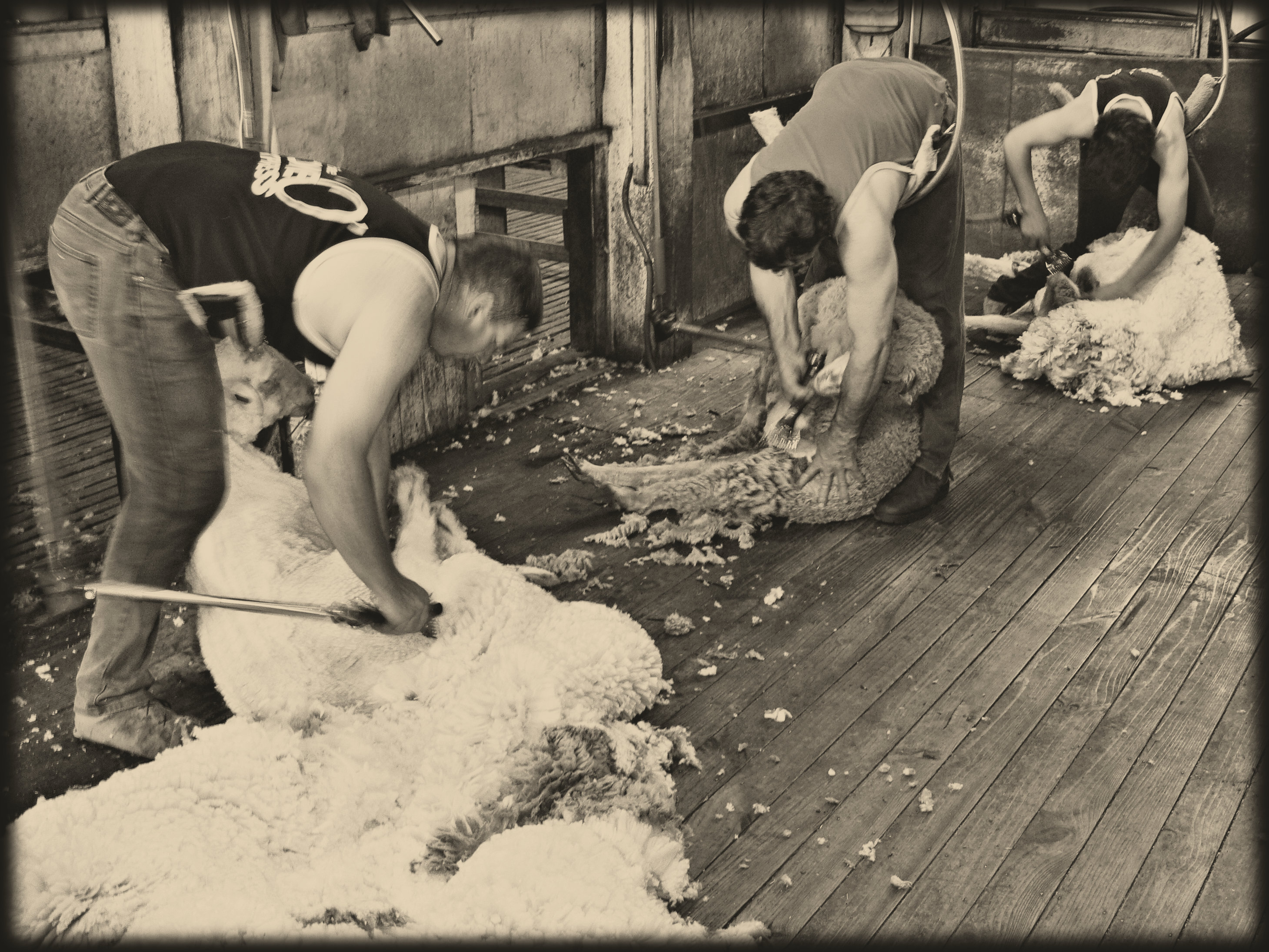 As a Sheep Before its Shearer – Place of the Lamb